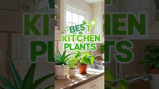 Top 3 Indoor Plants That Thrive in Your Kitchen!