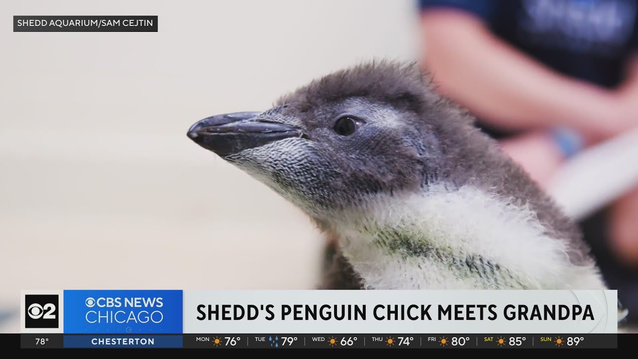 Shedd Aquarium's penguin Wellington meets his grand-chick - YouTube