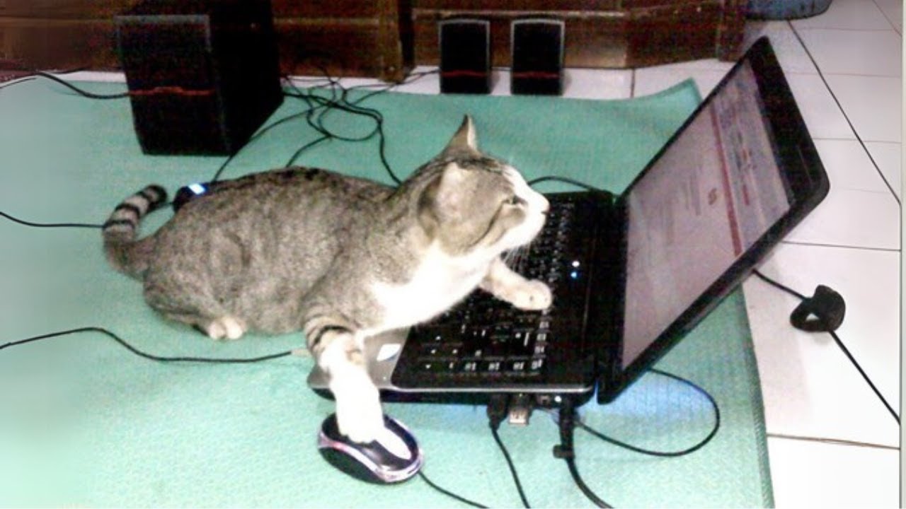 When You Live With a Cat That Has 200 IQ! - YouTube