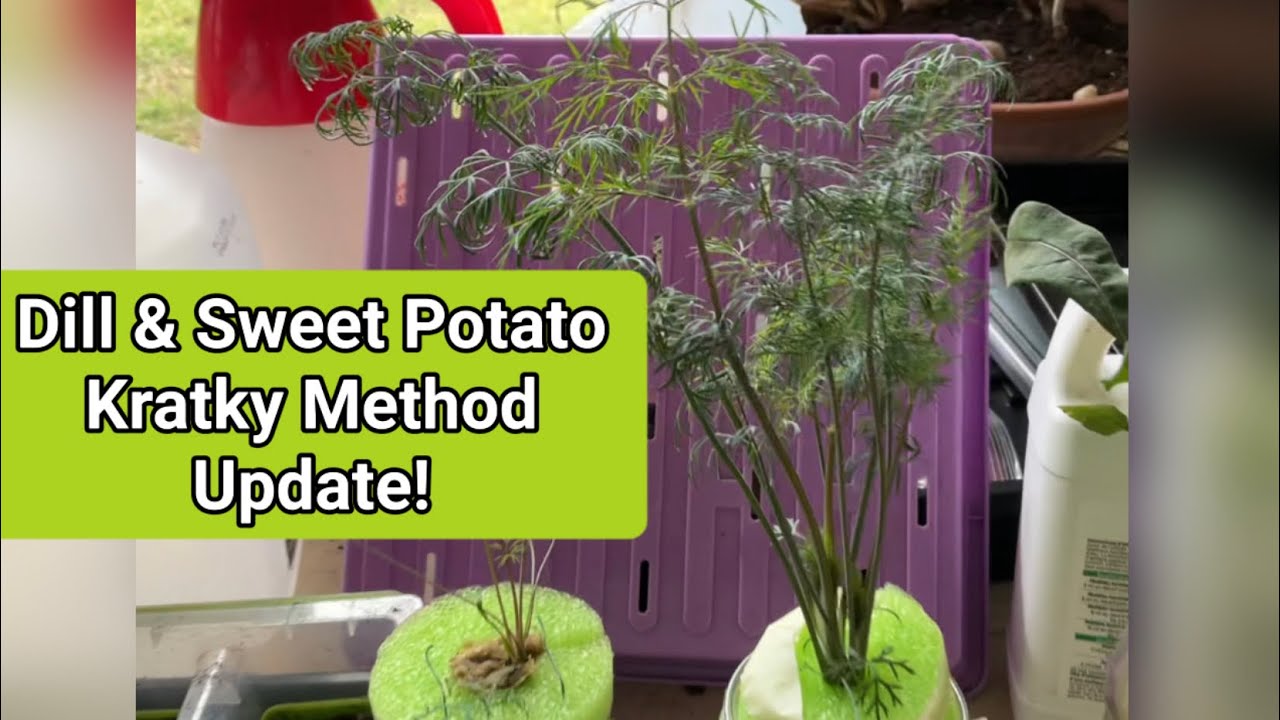 Update on the Dill and Sweet Potato Kratky Method! - YouTube