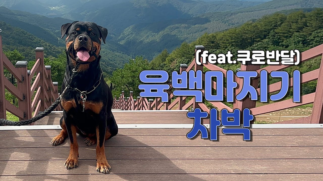 육백마지기 차박하기 청옥산 로트와일러 봉쿠로 임시보호중 반달이 대형견캠핑 스텔스차박 Youtube