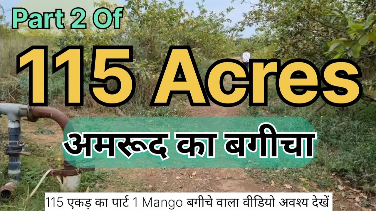 Part 2 Of 115 Acres अमरूद का बागीचा #agriculture #kheti #india #farming ...
