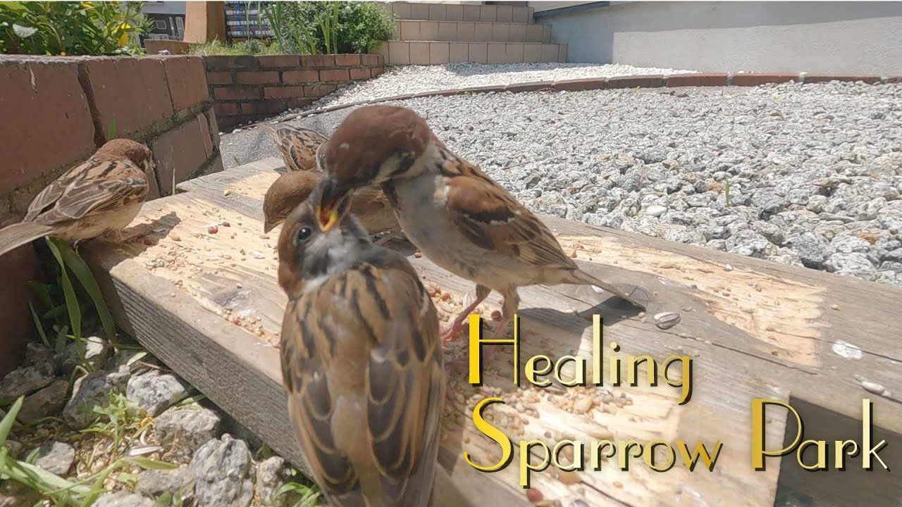 sparrowpark20230616 No.5 Sparrows fight to protect their families - YouTube