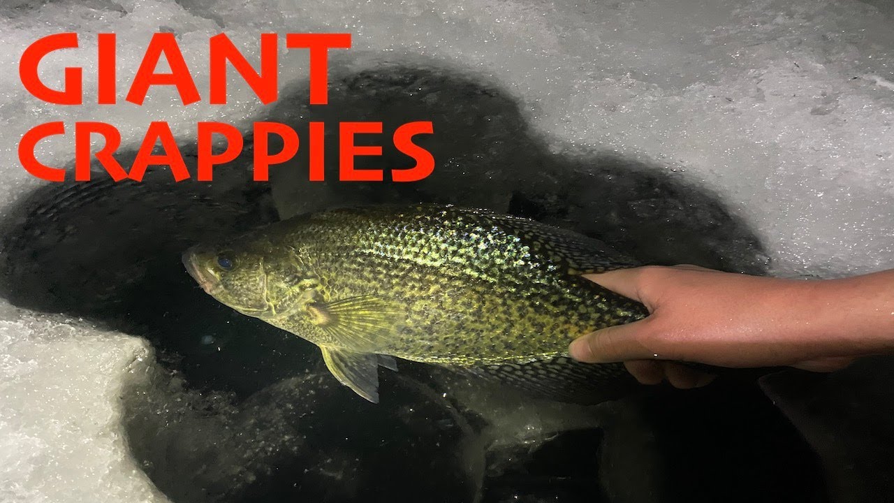 Biggest Crappies I've EVER seen! ABSOLUTE MASSIVE ANGRY CRAPPIES! - YouTube