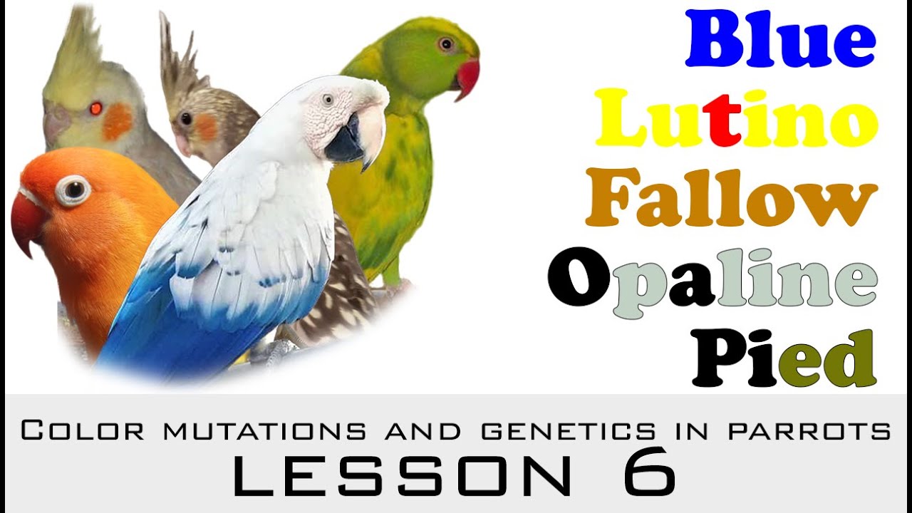 Primary Color Mutations in Parrots | Blue, Lutino, Fallow, Opline, and ...