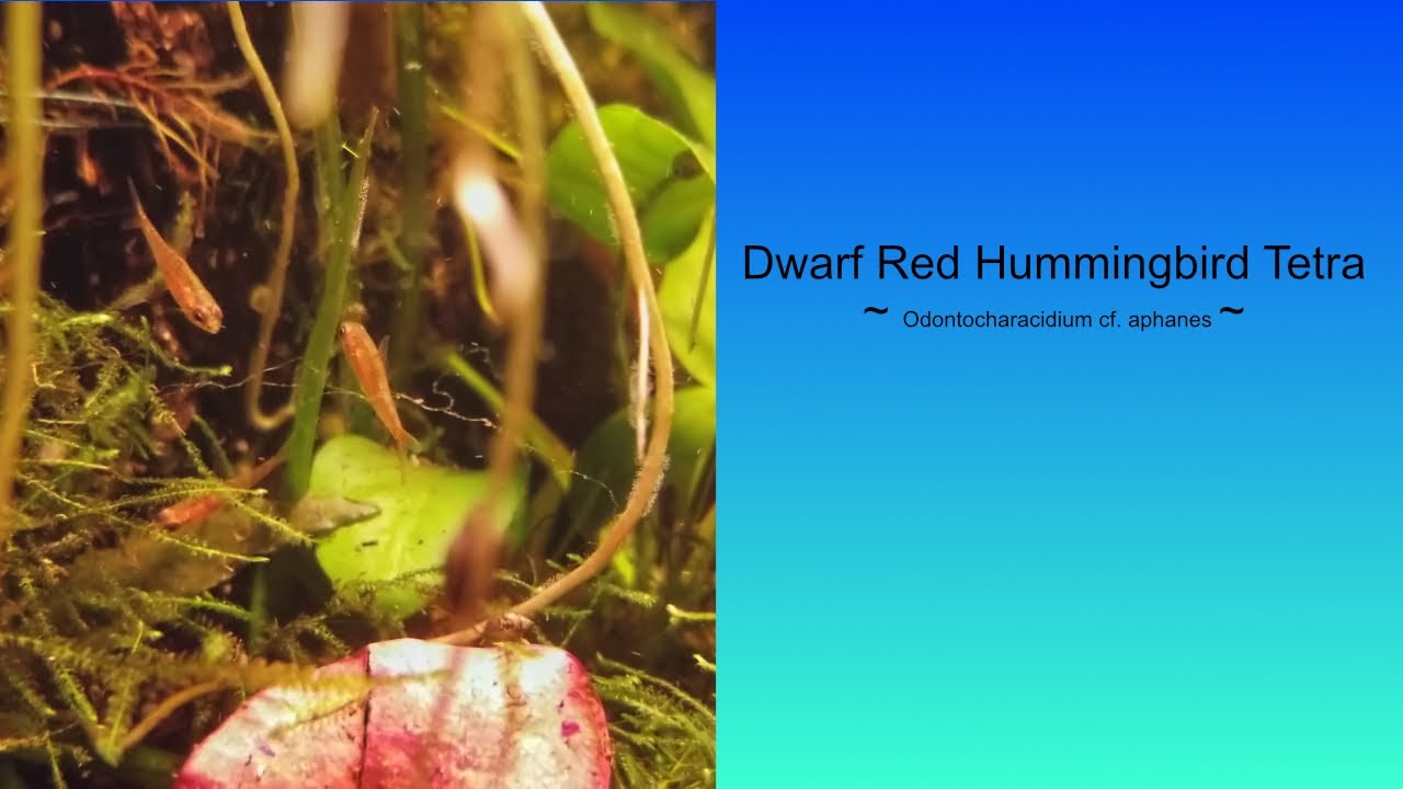 Dwarf Red Hummingbird Tetra - Odontocharacidium cf. aphanes - YouTube