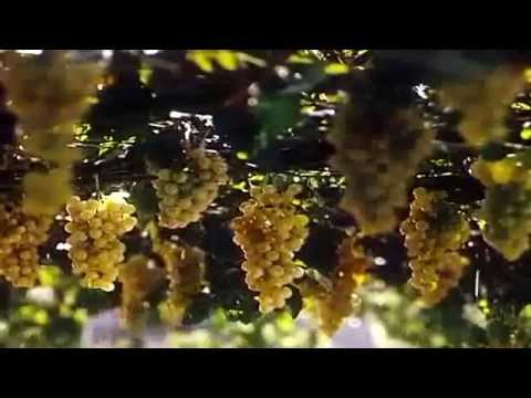 Ölüm növbəsi (film, 2009)