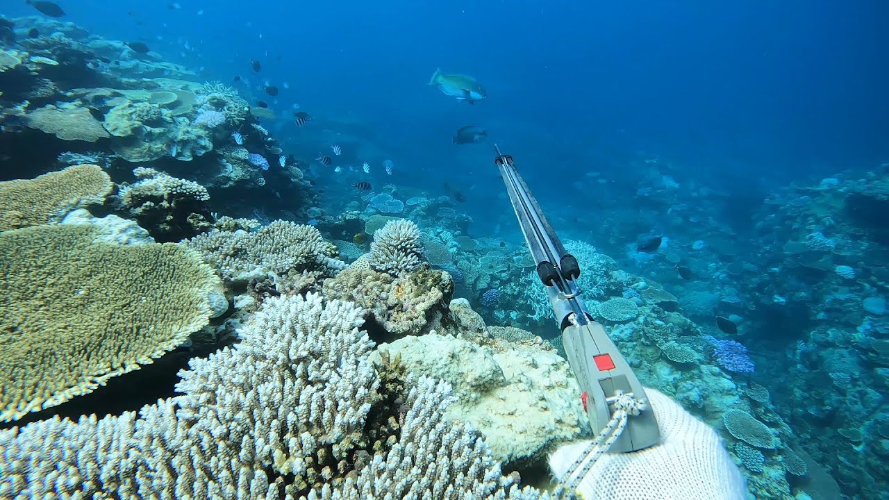 Spear fishing Okinawa p ocean 186 - YouTube