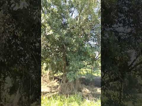 beautiful Melodies from a mugumo tree - YouTube