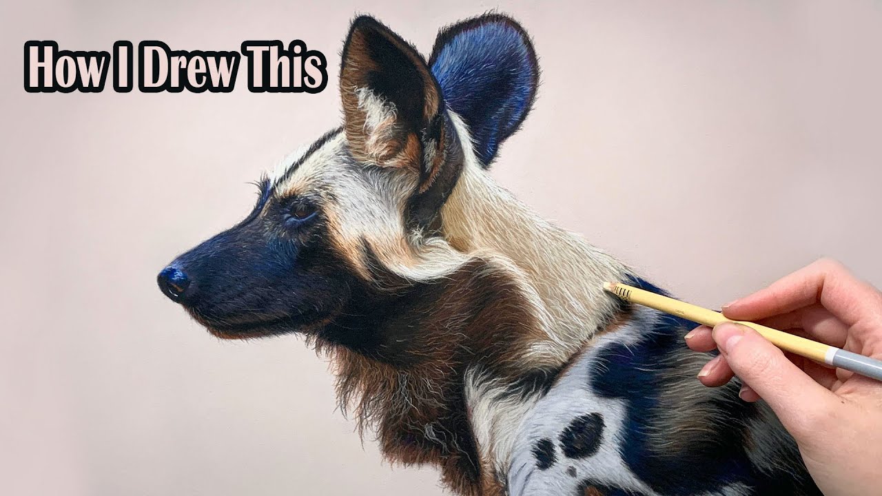 Drawing a Realistic African Wild Dog | Full Time Lapse - YouTube