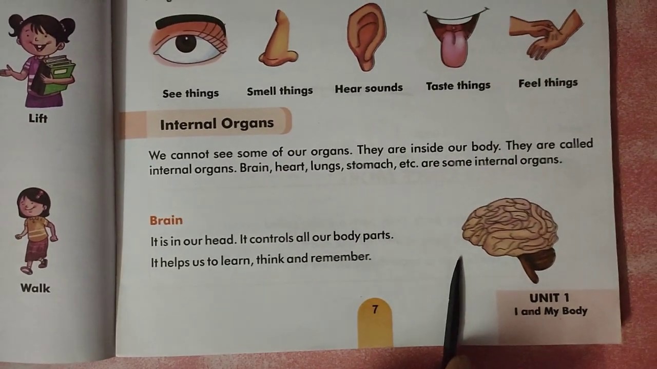 2nd Class EVS || Body Organs || External and Internal - YouTube