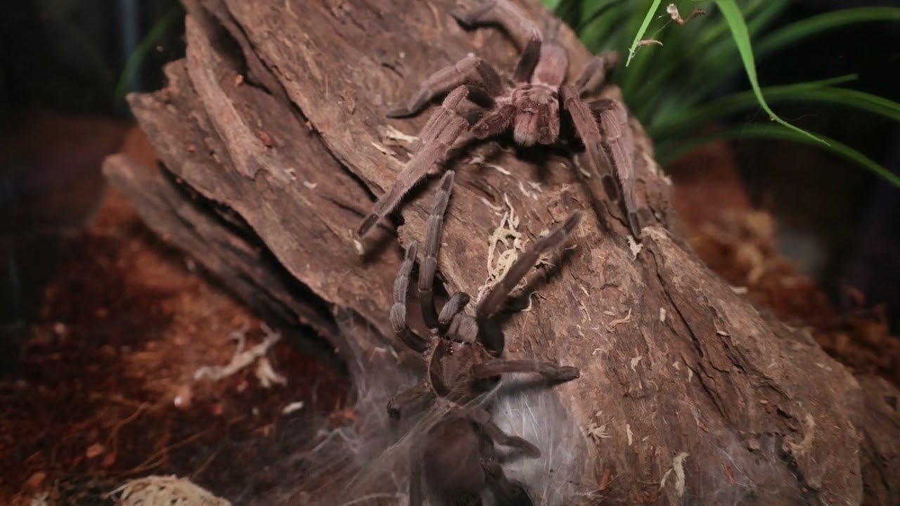 Old world Tarantula mating - Phlogius Lakeland Strennus - YouTube