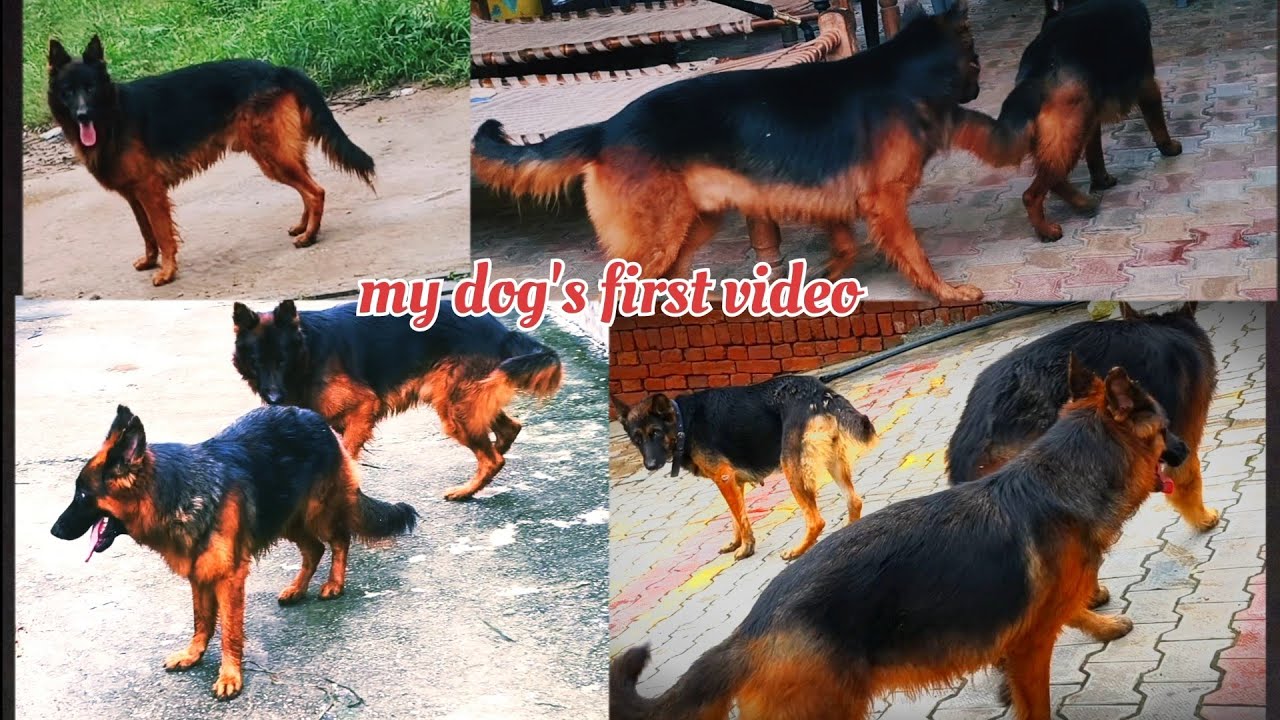 My dogs first video - YouTube