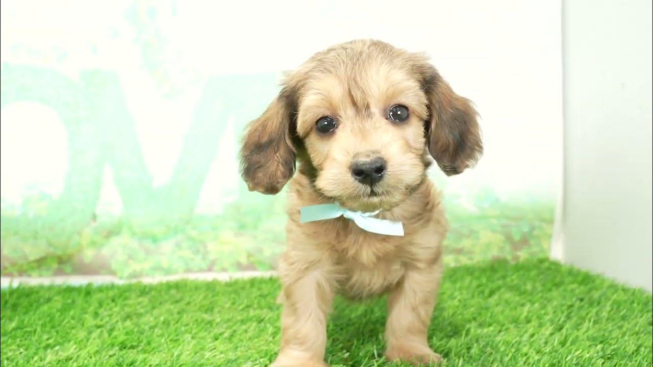 ペットショップCoo&RIKU No生体番号 00671874 MIX（ハーフ） - YouTube