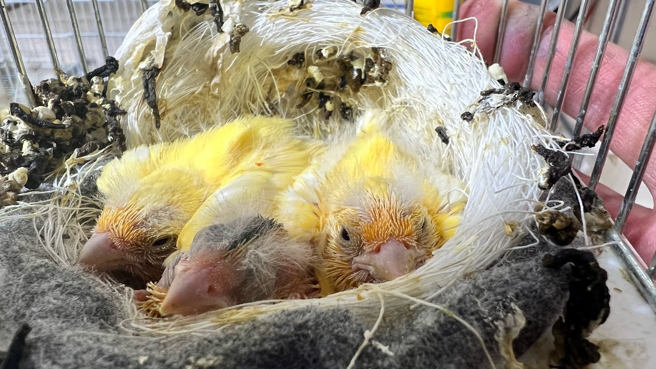 Canary Breeding update 2023 - YouTube