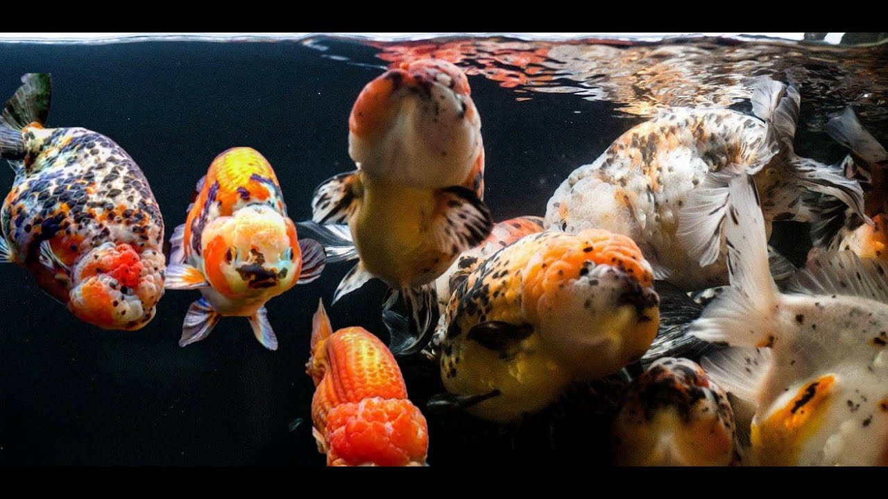 The most beautiful Ranchu Goldfish - YouTube