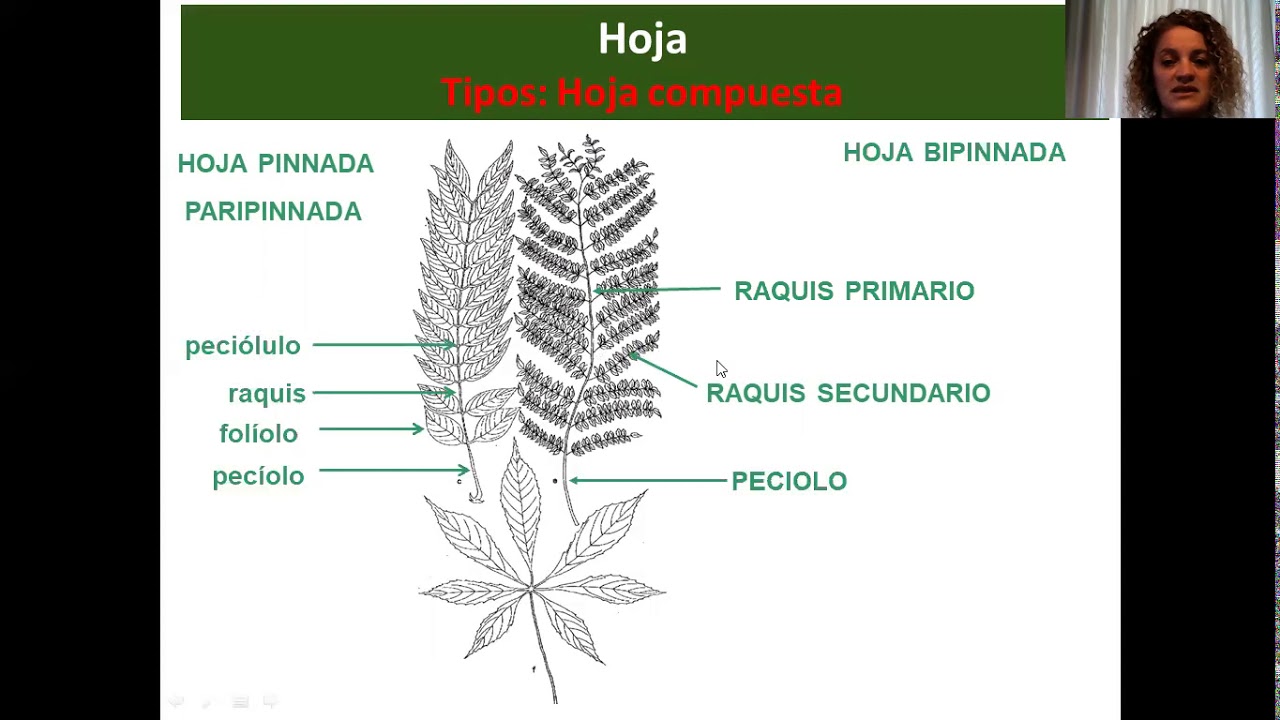 Teórico N° 4: Planta adulta-Hoja compuesta - YouTube