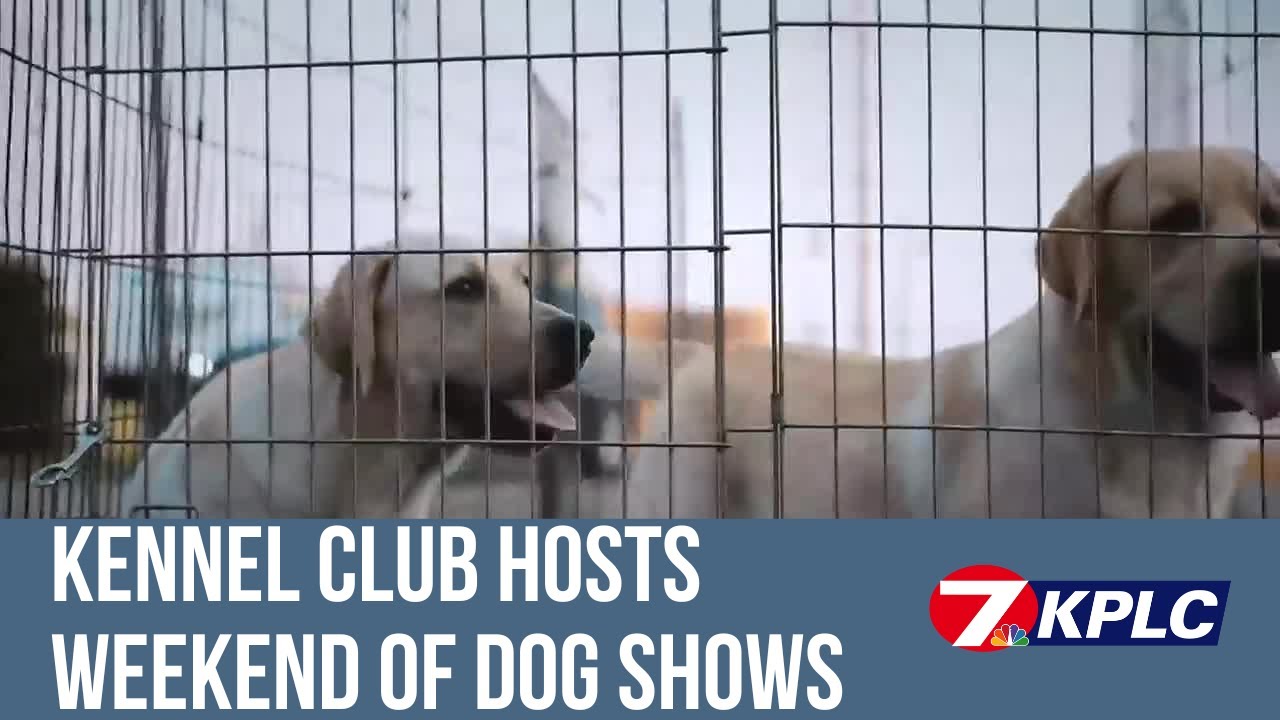 Calcasieu and Acadiana Kennel Club host a weekend filled with dog shows ...