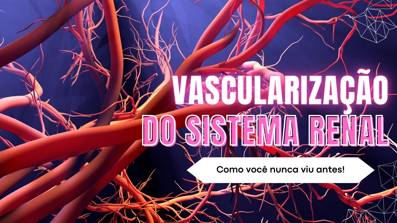 Anatomia Renal: vascularização arterial e venosa dos rins! - YouTube