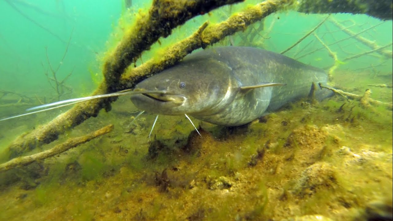 Best of CatFish / Silure 2015 en Gravière - YouTube