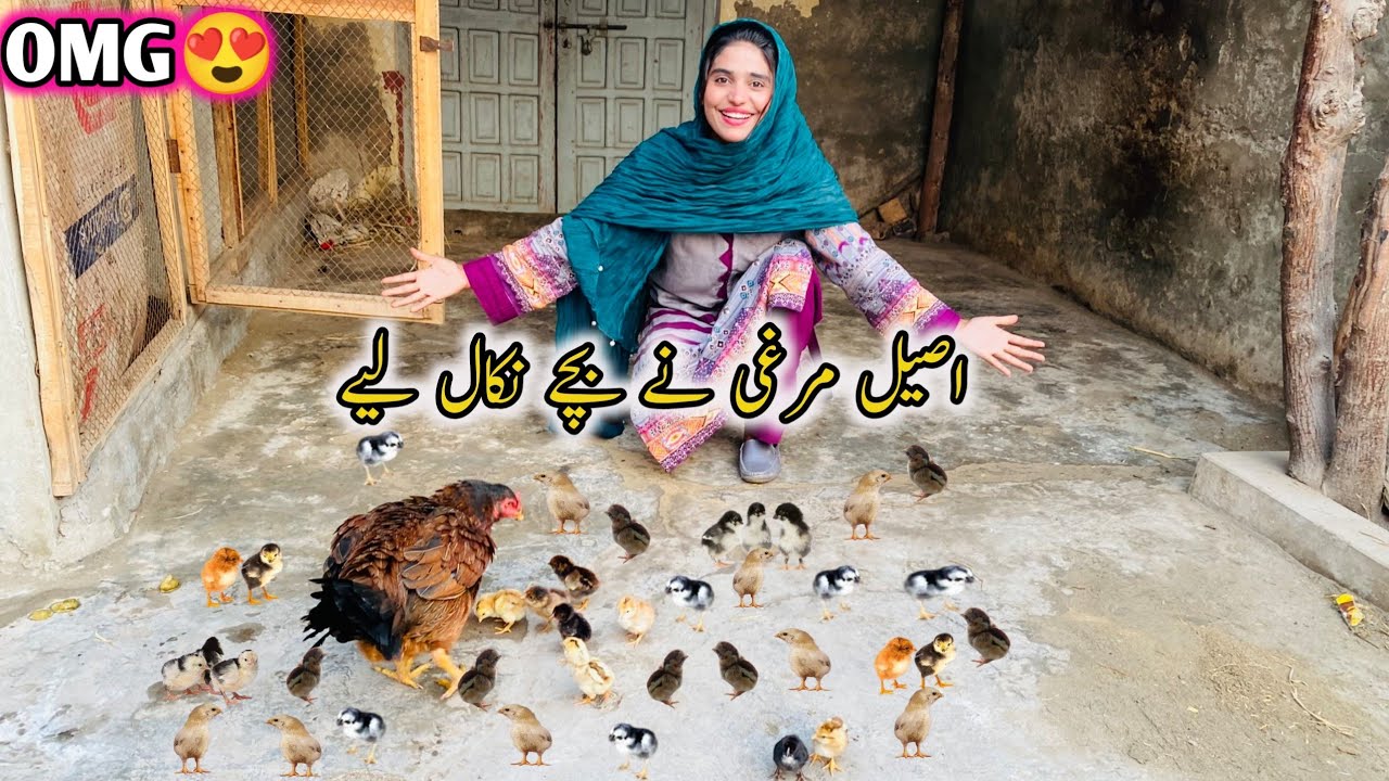 Aseel Murgi Ne Chicks Nikal Lie | Aseel Hen Harvest Chick | Mini Zoo ...