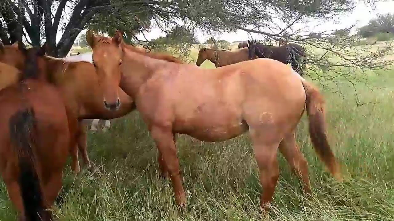 RANCHOLAROSA. POTRILLO MAPANO-ROSILLO 2016 DE GUNNER ON ICE#CRIADORES ...