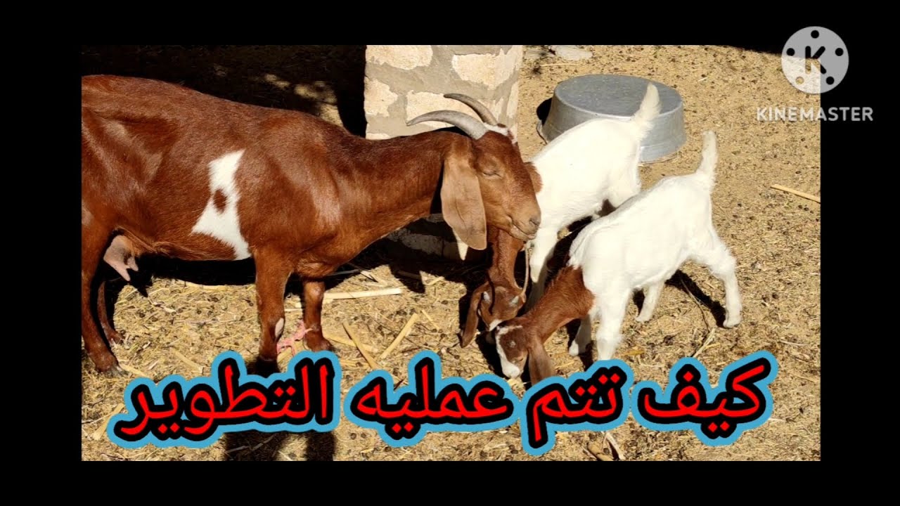 الطريقه العمليه لكيفيه عمليه التطوير في تربيه الماعز البور Youtube