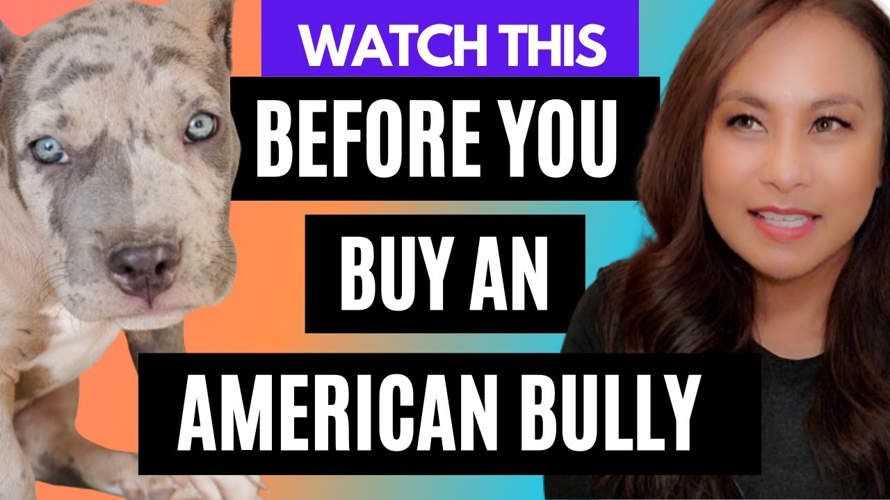 How Puppy Picks Work in the American Bully World - YouTube