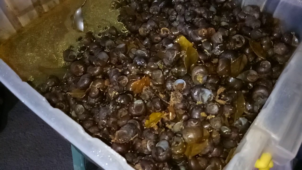 Indonesian Street Food - Scallop Sea Food - Tumis Kerang Tutut ...