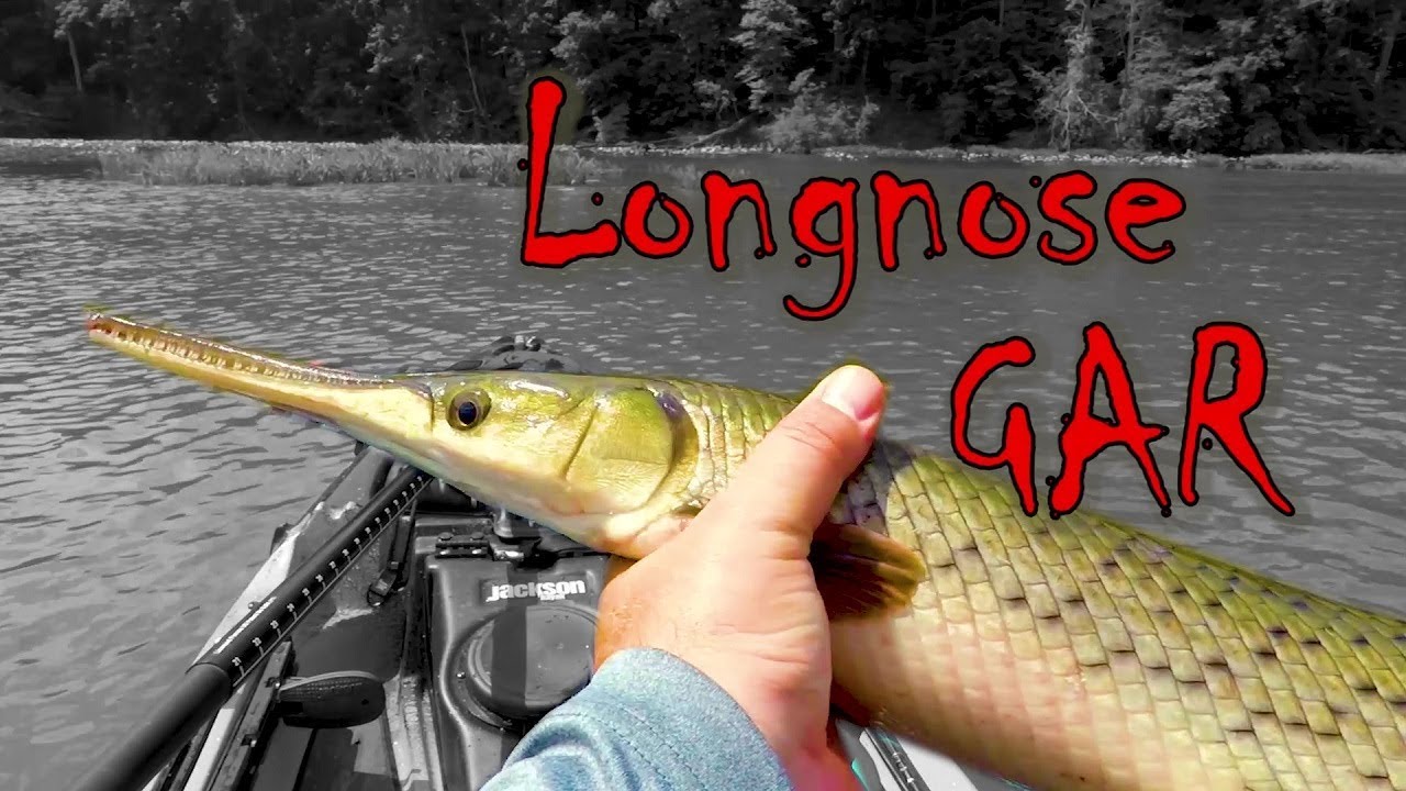 Gar Fishing Rig at Chloe Shipp blog