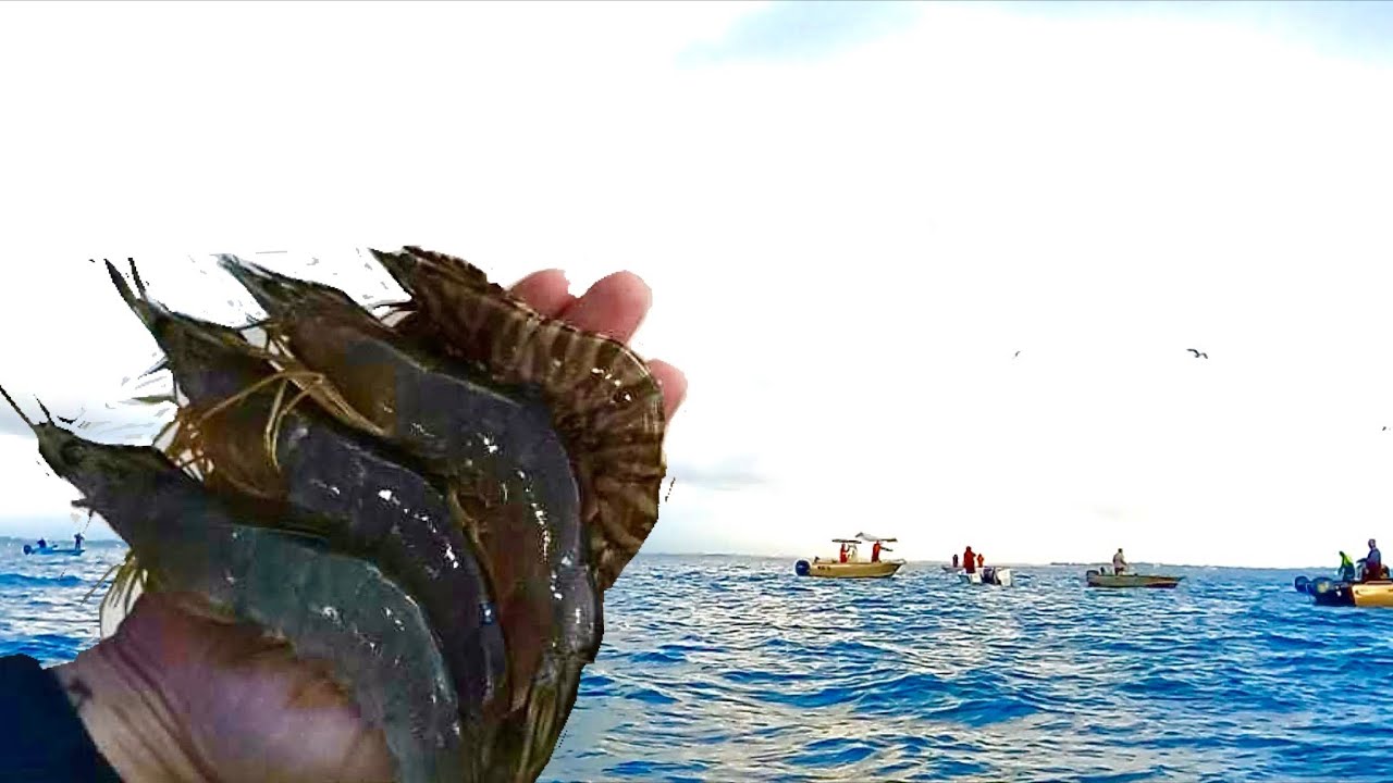Netting massive prawns, crazy boats. (Catch and cook) - YouTube