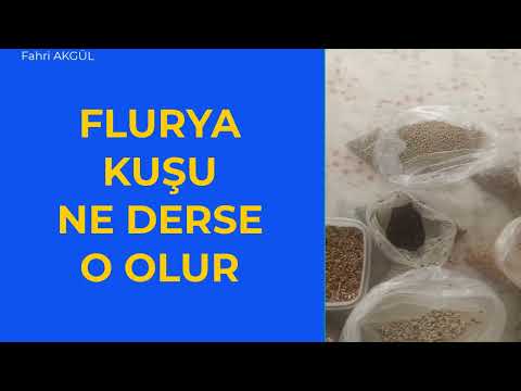 Fahri AKGÜL   Flurya Mekanı   Semih Beyazlıoğlu Flurya kuşu nasıl bakılır tarifi veriyor