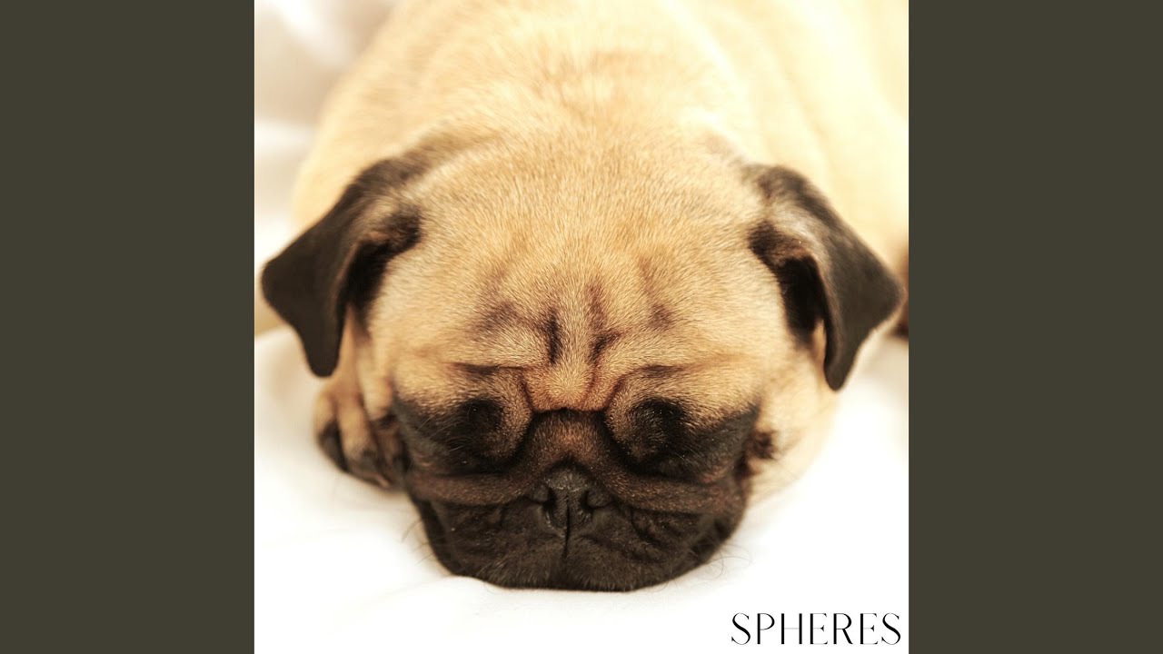 Pug Snoring ASMR - YouTube