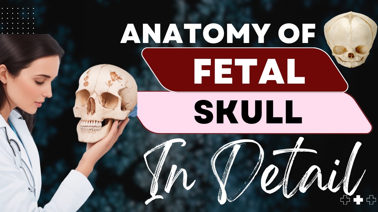 Fetal Skull || Anatomy || Neonatal Skull || Prenatal Skull - YouTube