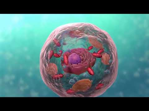 THE CELL - YouTube