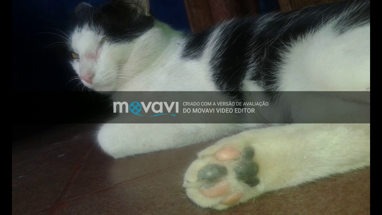 fotos do gato Luan e do Cachorro Lemmy - YouTube