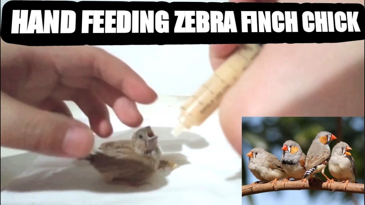 Hand Feeding Zebra Finch Chick || Meloloh Anakan Zebra Finch - YouTube