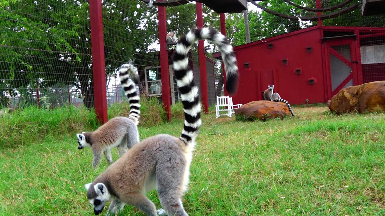 CARE Lemur Party May 2017 - YouTube