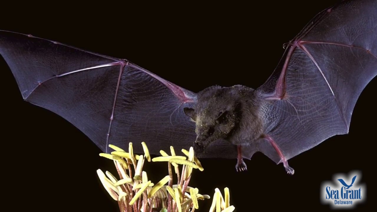 15 Second Science - Bats - YouTube