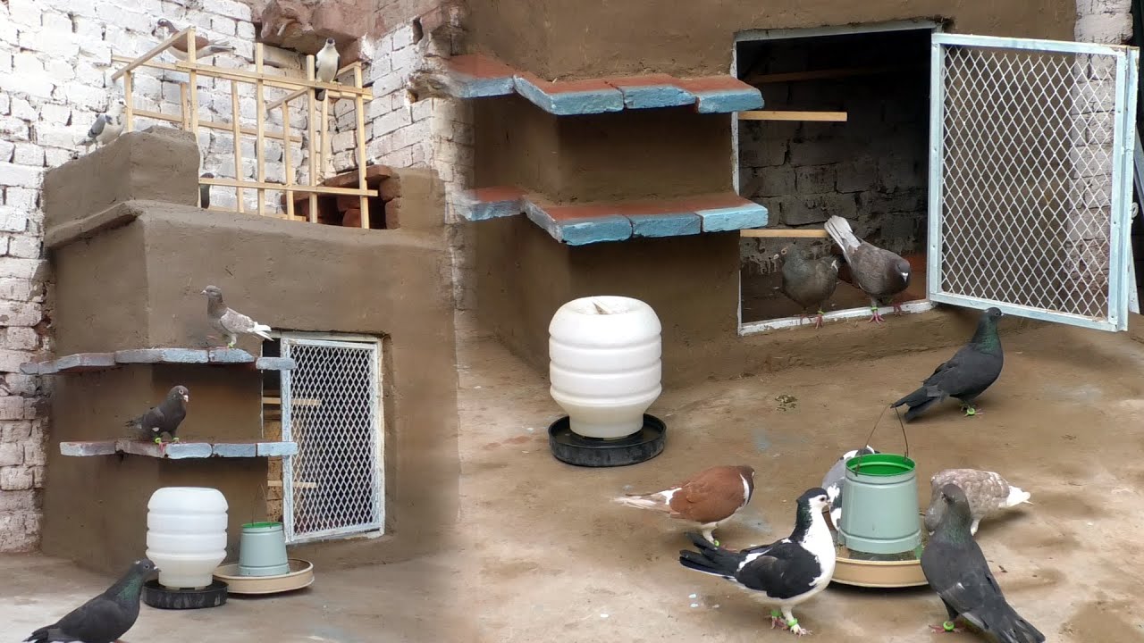 How to design pigeon cage by mud #VillageConstructions - YouTube