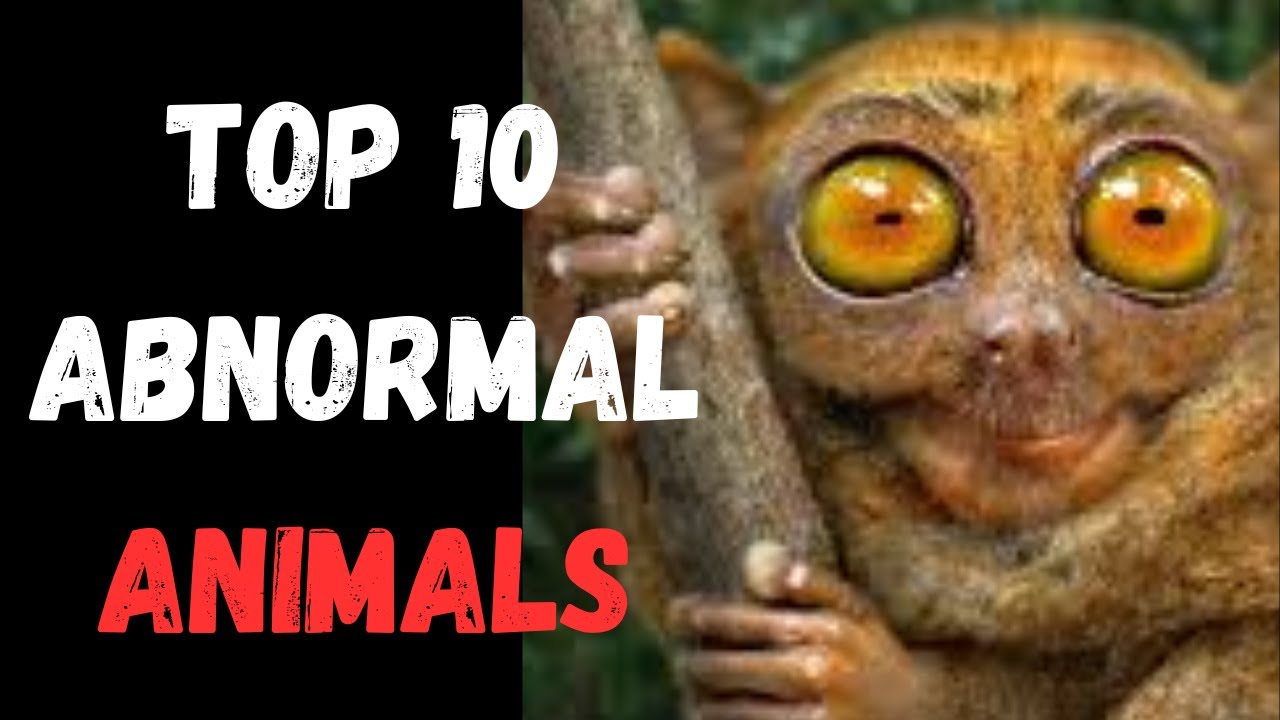 🔴top ten abnormal animals on earth 🌎 - YouTube