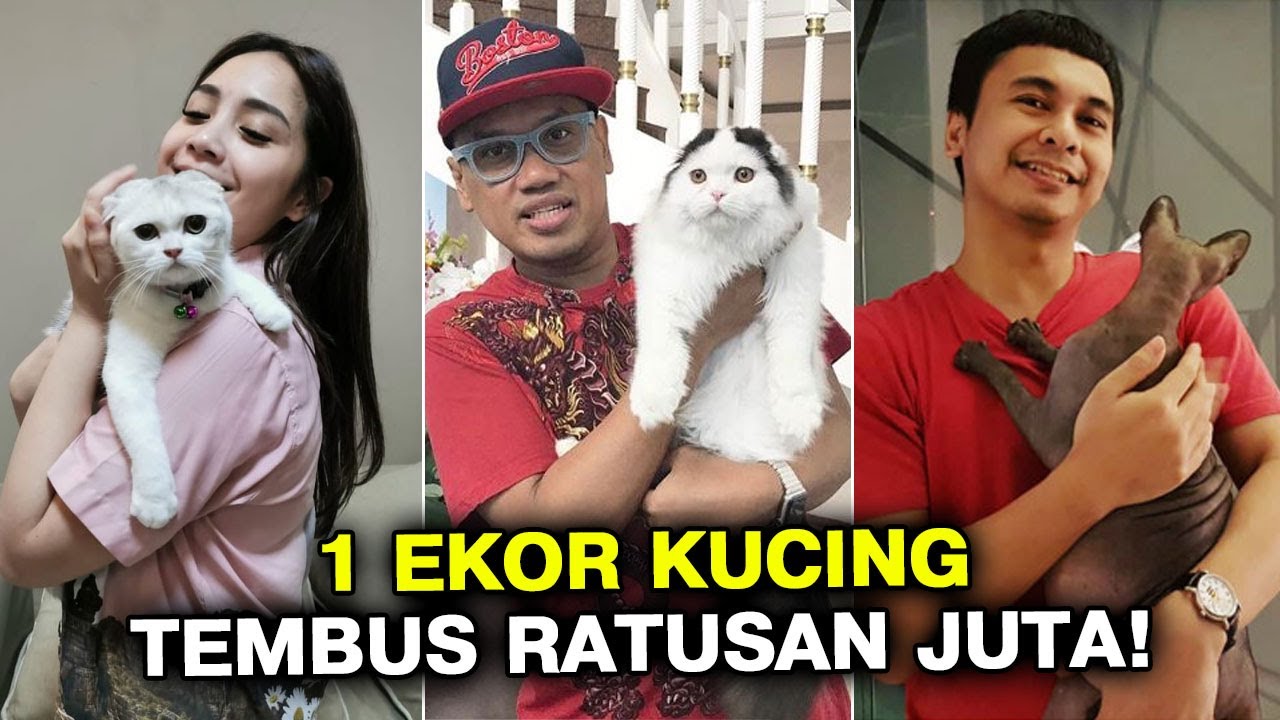 DERETAN ARTIS YANG MEMELIHARA KUCING SEHARGA RATUSAN JUTA! - GOSIP ...