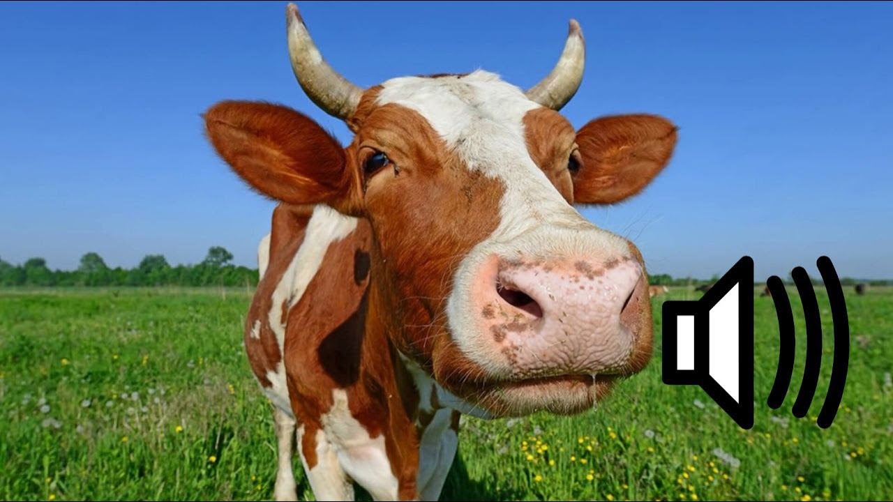 Cowmoo - Cow - YouTube