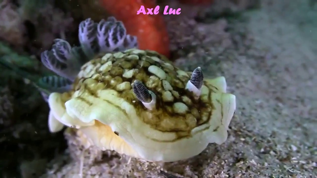 Beautiful and Fantastic Sea Slugs Soft Bodied Mollusks - YouTube