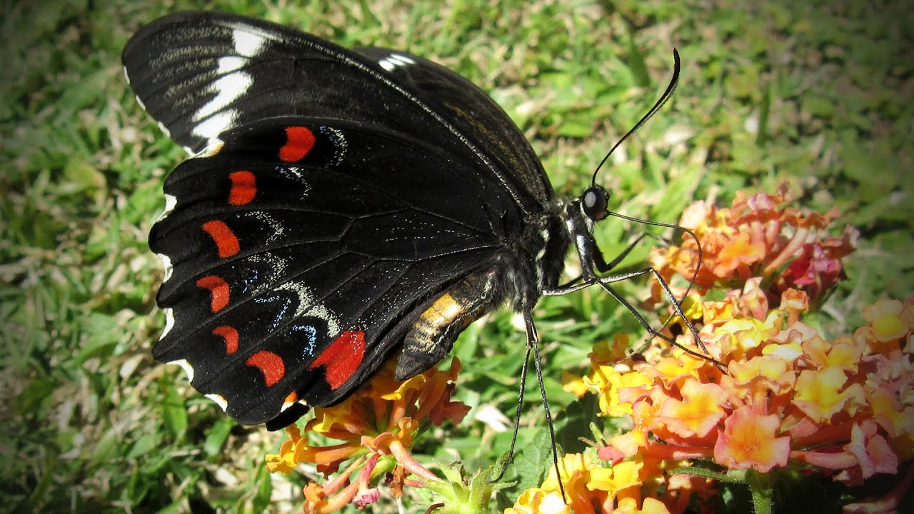 My little flightless butterfly - YouTube