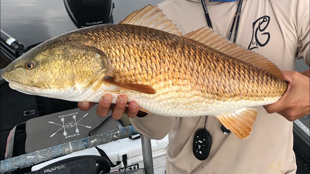 CATCHING BIG GOLDEN REDFISH IN A NEW MARSH!!! - YouTube
