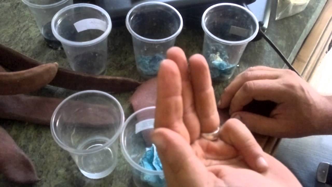 Seed Scarification: How to Scarify Seeds, Rare, unusual exotic hardy ...