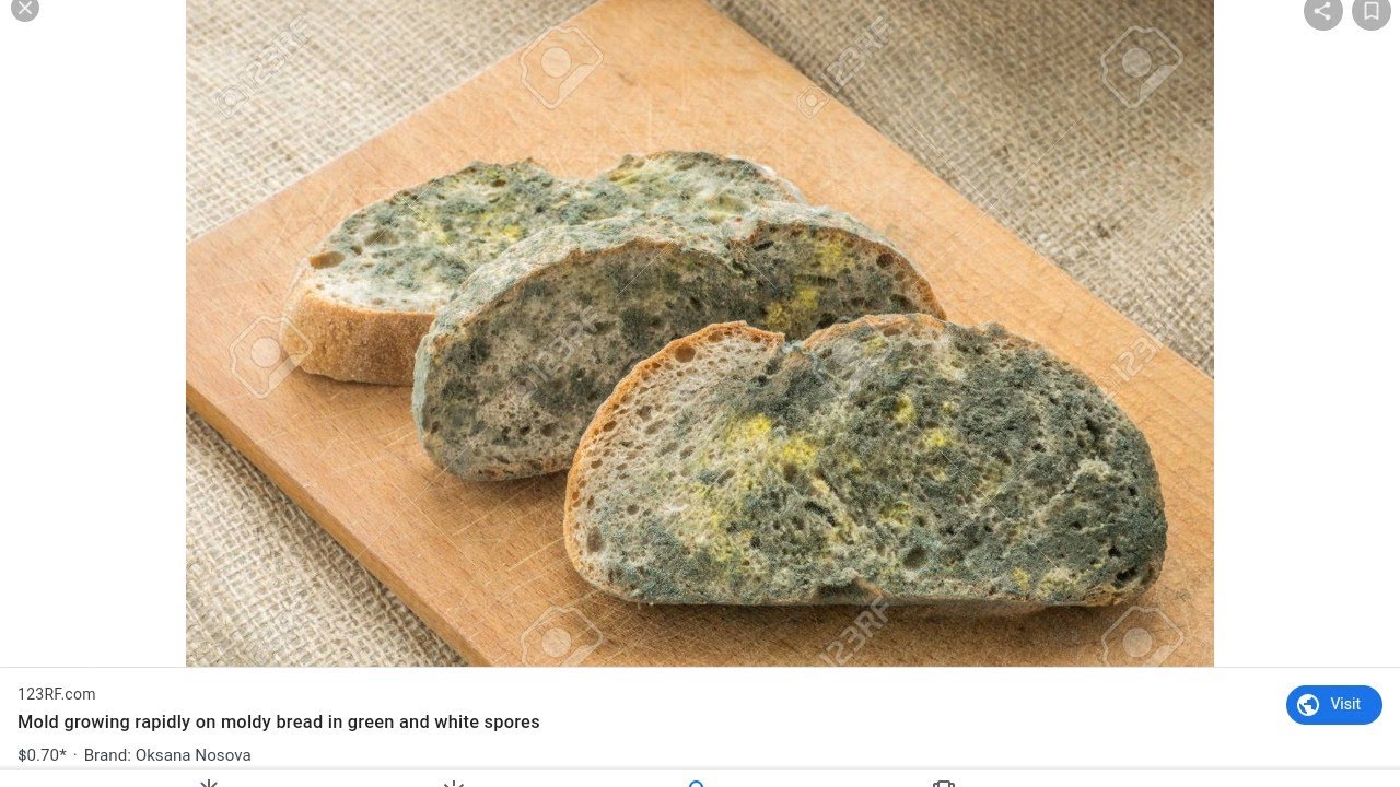 Time lapse of food left out and not being toucht - YouTube