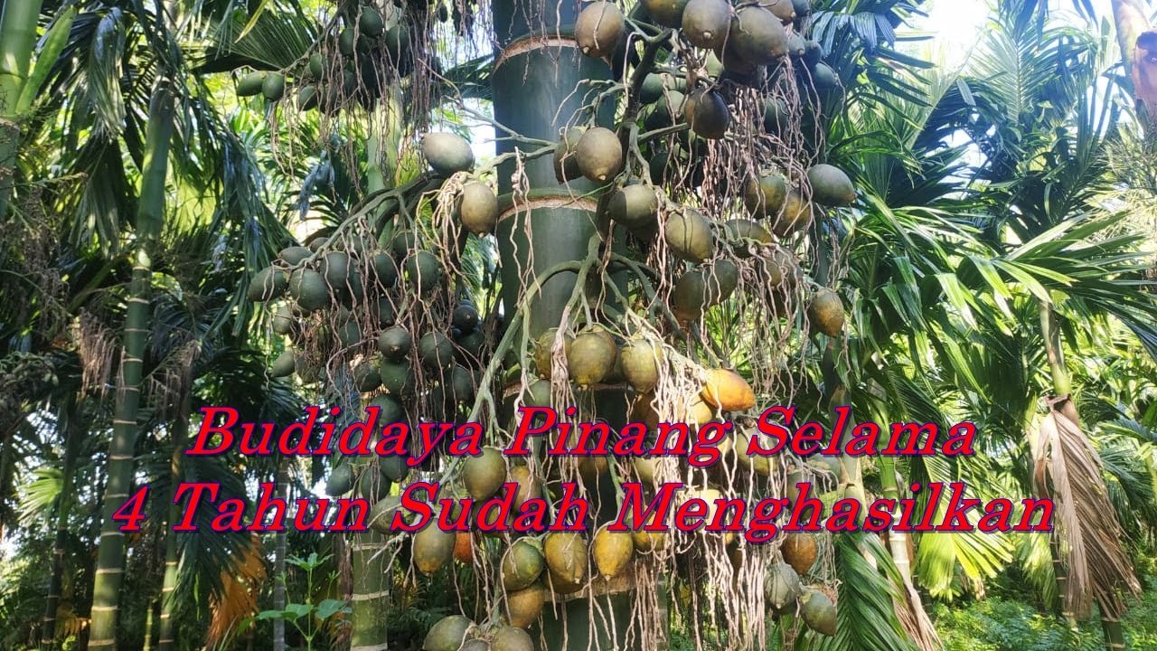 Budidaya pinang saya selama 4 tahun 5 bulan - YouTube