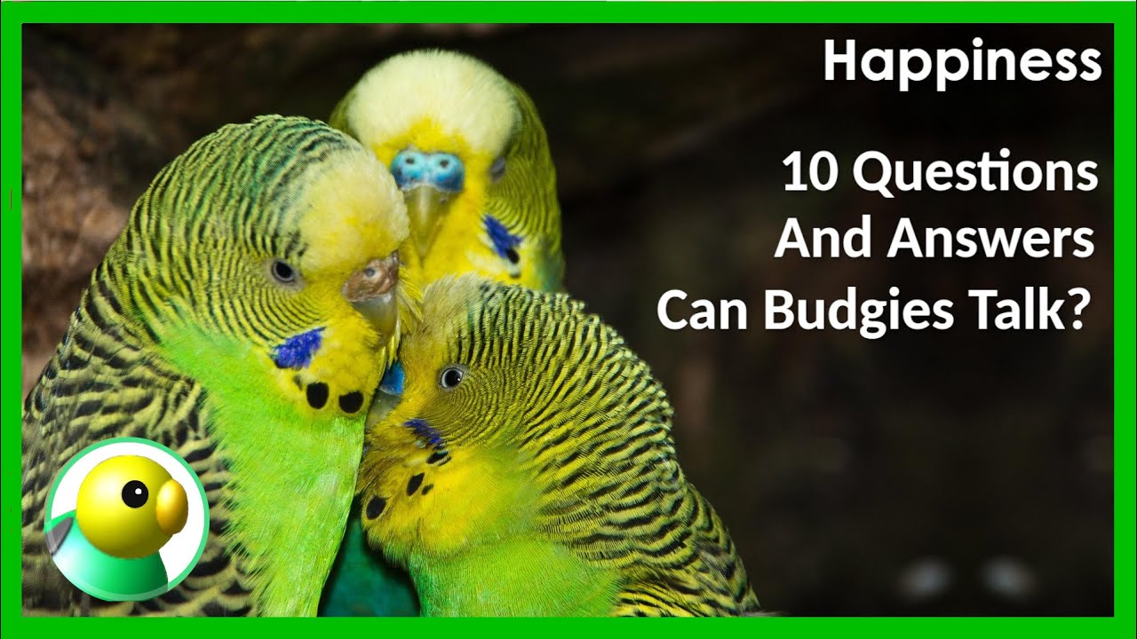 Can A Budgie Talk, 10 Frequently Asked Questions About Budgerigars ...